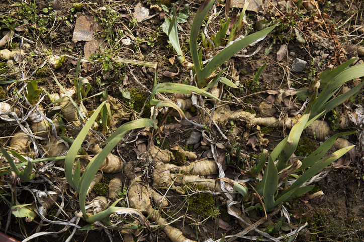 Rhizocrit: Rhizomatic learning and critical digital pedagogy in the ...